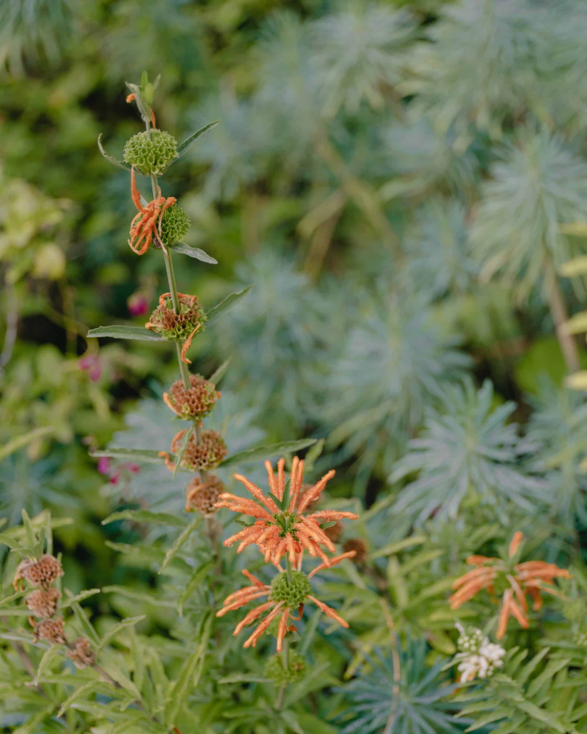 Como, Toorak - Prime Edition